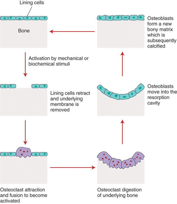 Bone Structure And Function